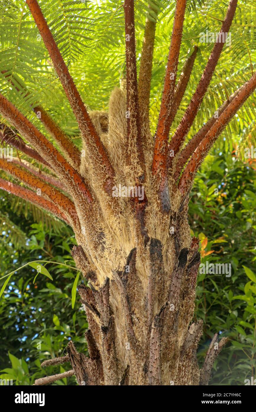 Crown of tropical tree Cyathea Arborea. Close up of branches of West ...