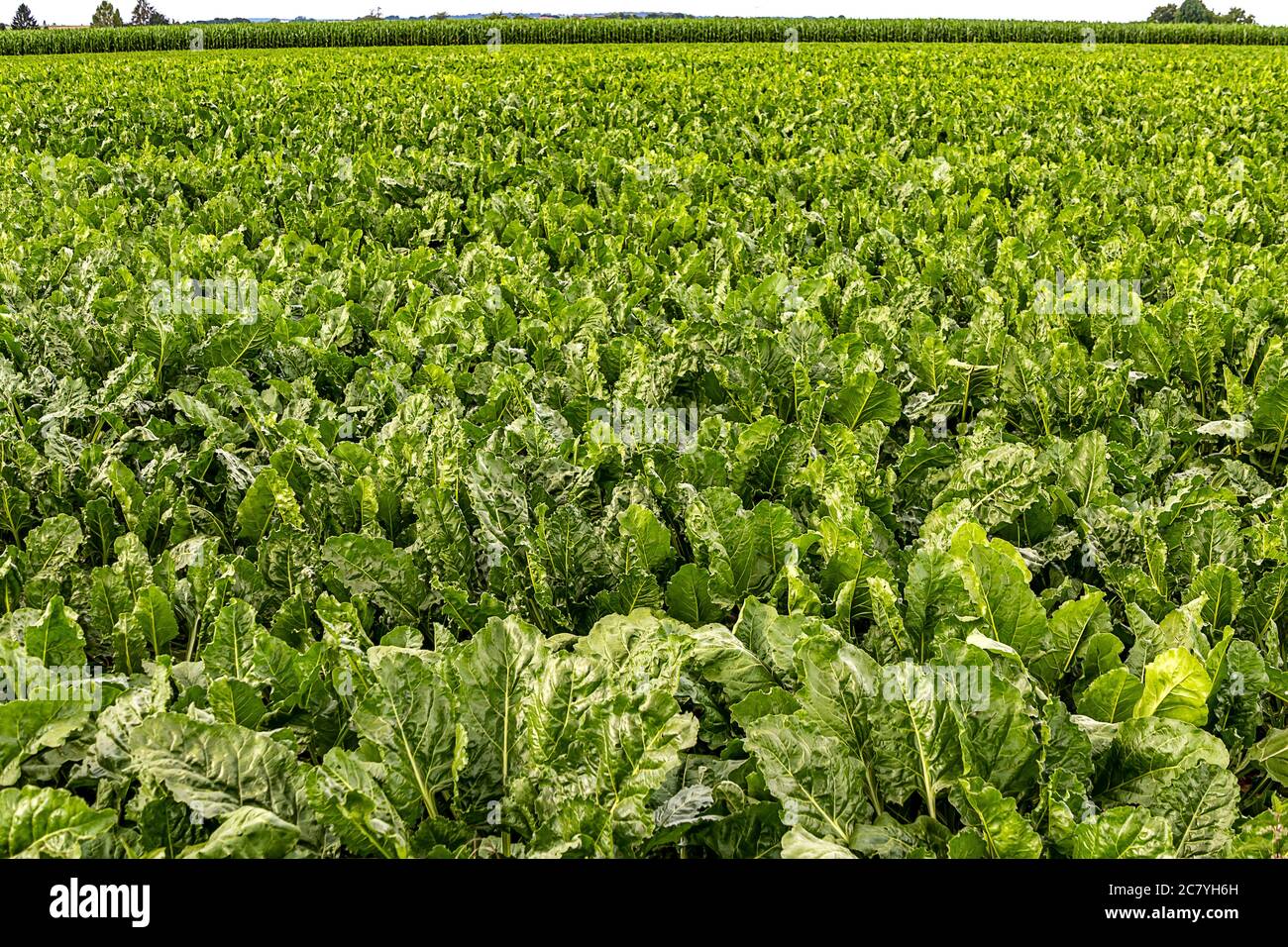 Agricultural landscape - sugar beet field in midsummer Stock Photo - Alamy