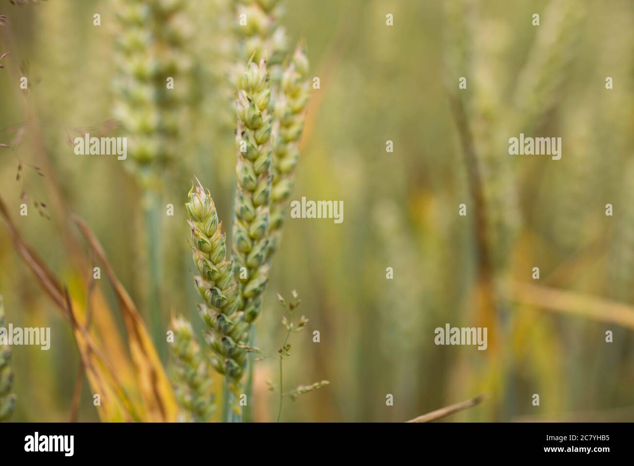 Wheat field on sunset background Stock Photo - Alamy