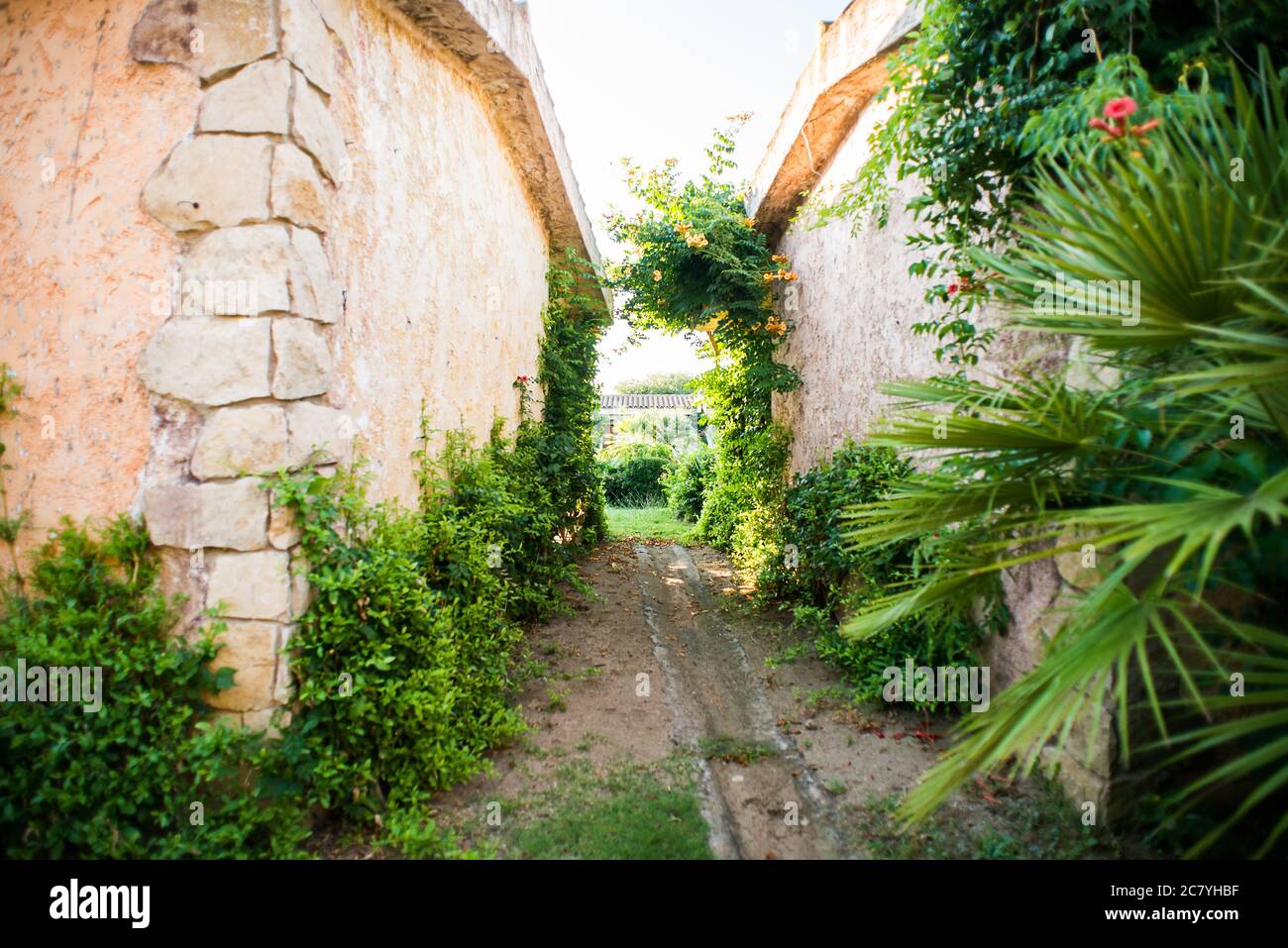 Palm tree between buildings hi-res stock photography and images - Alamy