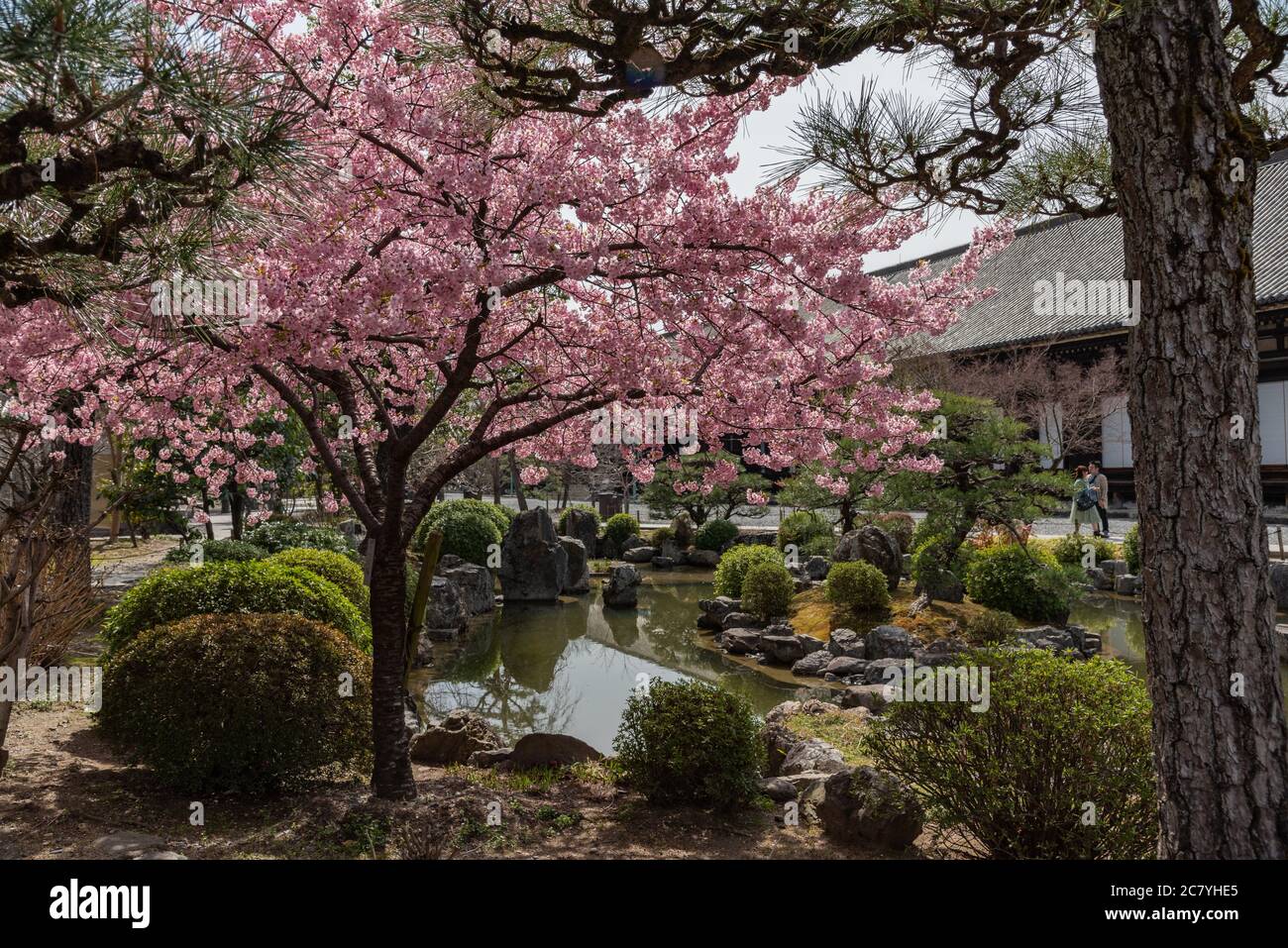Sakura in spring Stock Photo - Alamy