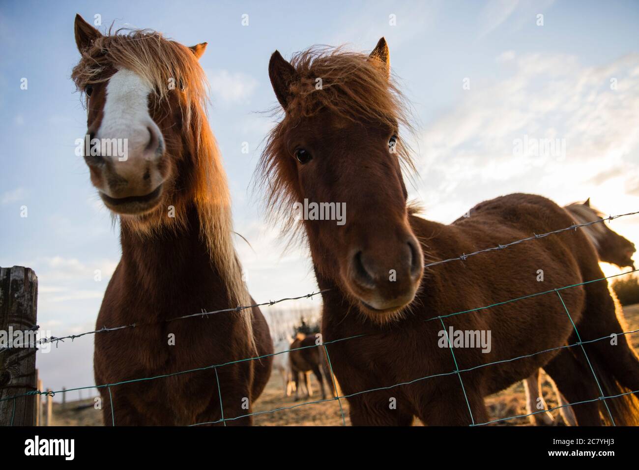 Pony looking into camera hi-res stock photography and images - Alamy