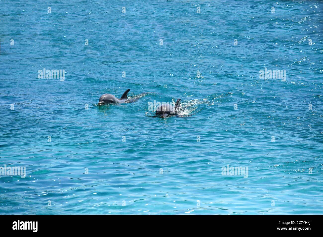 Dolphin Show, Dolphin Academy Curacao, ABC Islands, Caribbean Stock ...