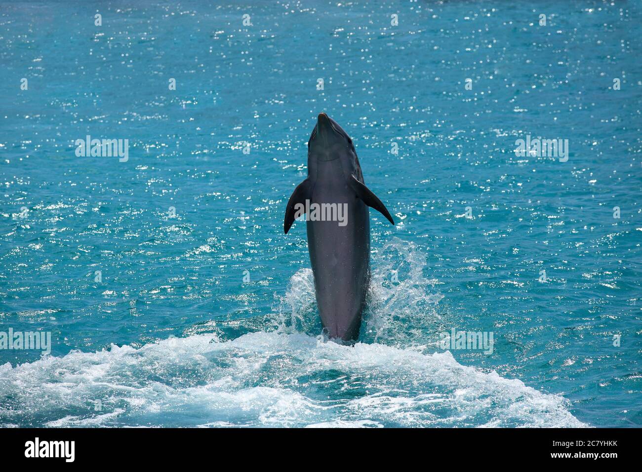 Dolphin Show, Dolphin Academy Curacao, ABC Islands, Caribbean Stock ...