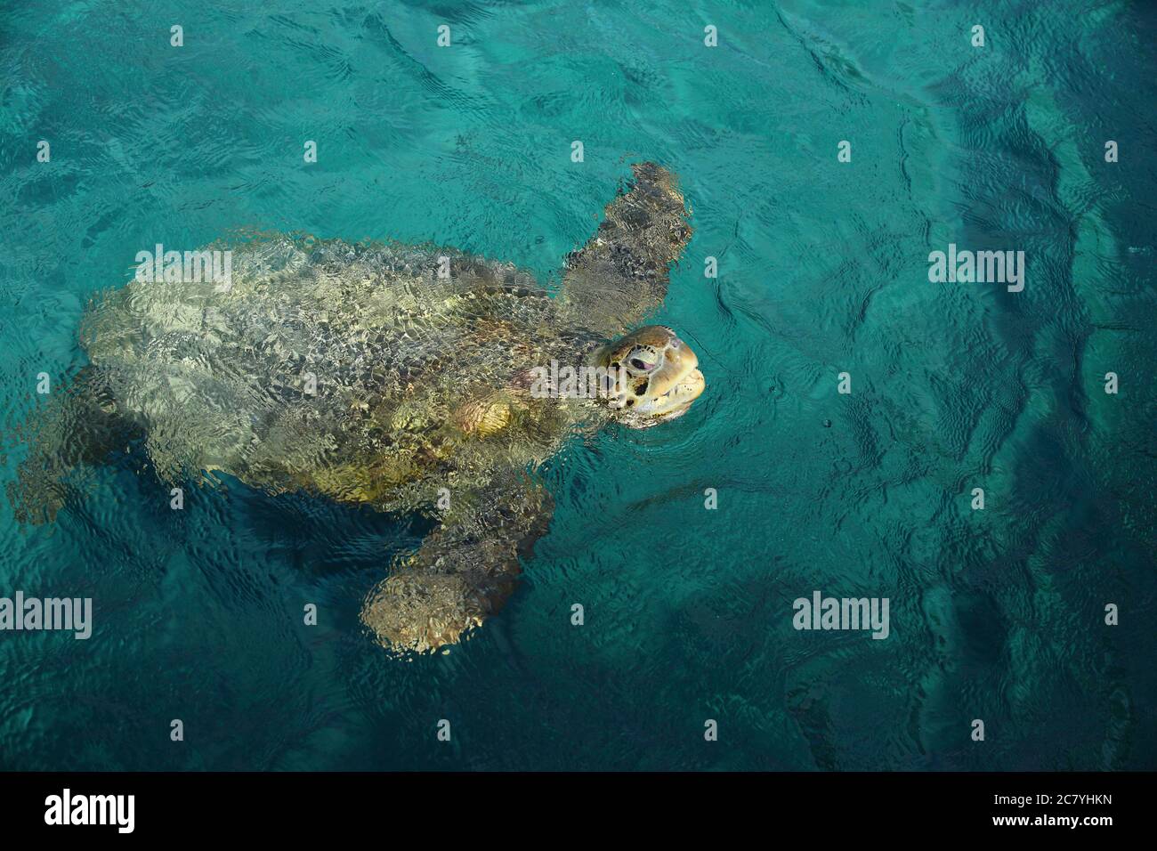 Lesser antilles turtles hi-res stock photography and images - Alamy