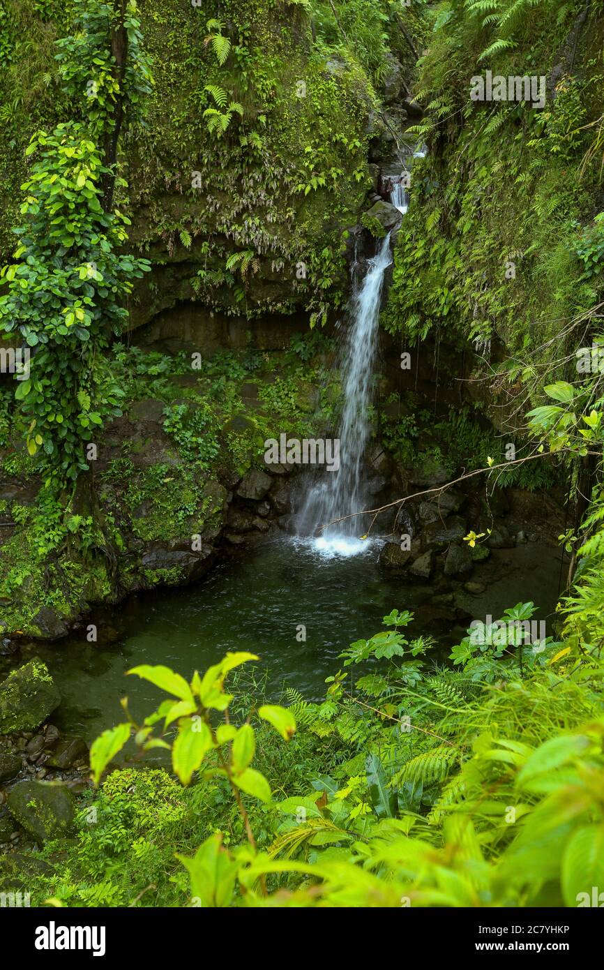 Emerald Pool waterfall in Dominica Stock Photo - Alamy