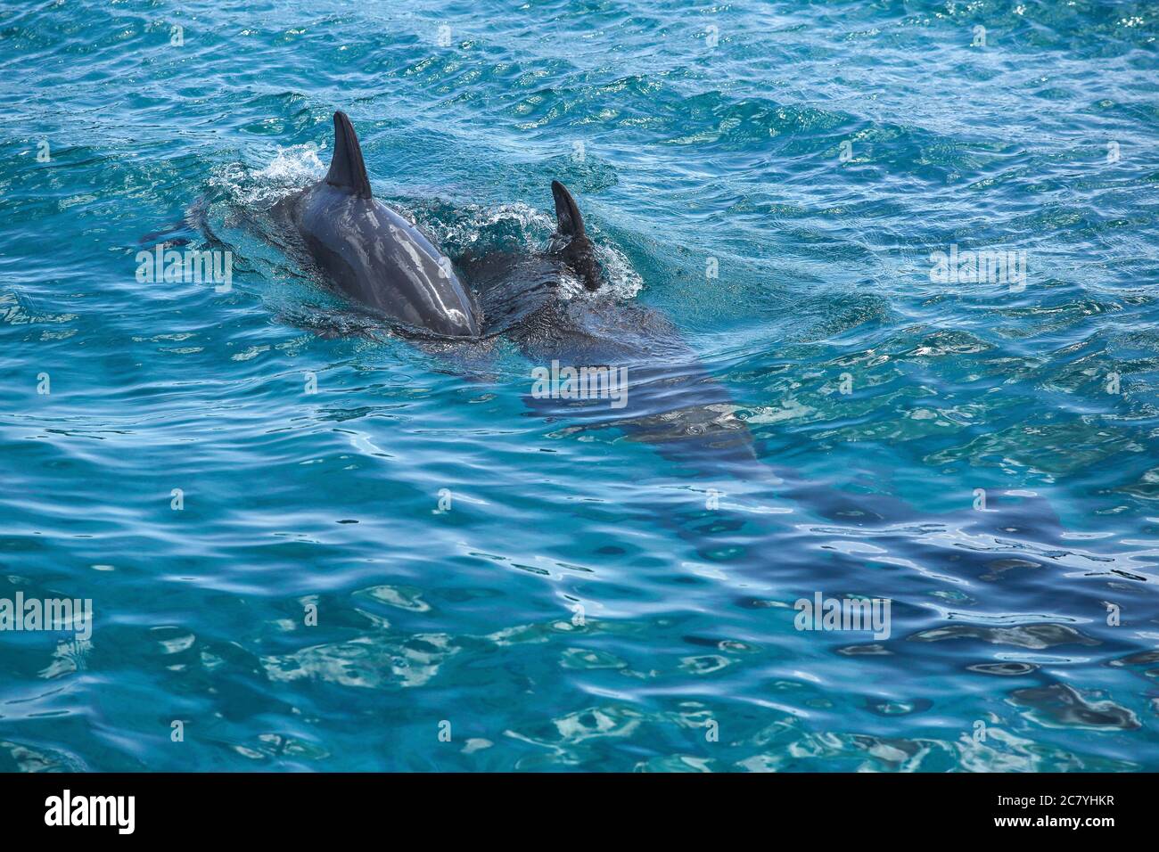 Dolphin Show, Dolphin Academy Curacao, ABC Islands, Caribbean Stock ...