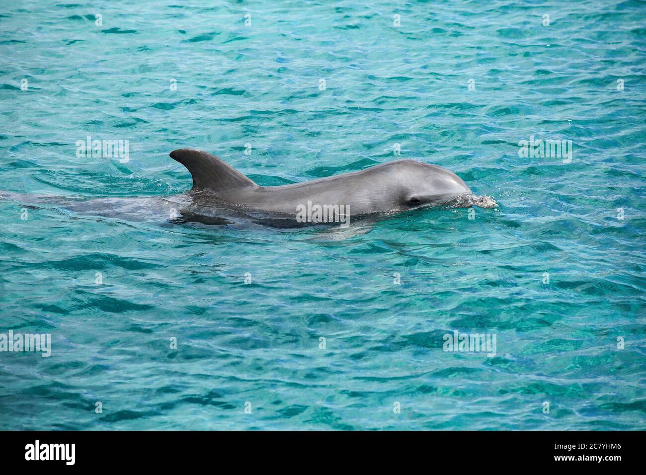 Dolphin Show, Dolphin Academy Curacao, ABC Islands, Caribbean Stock ...