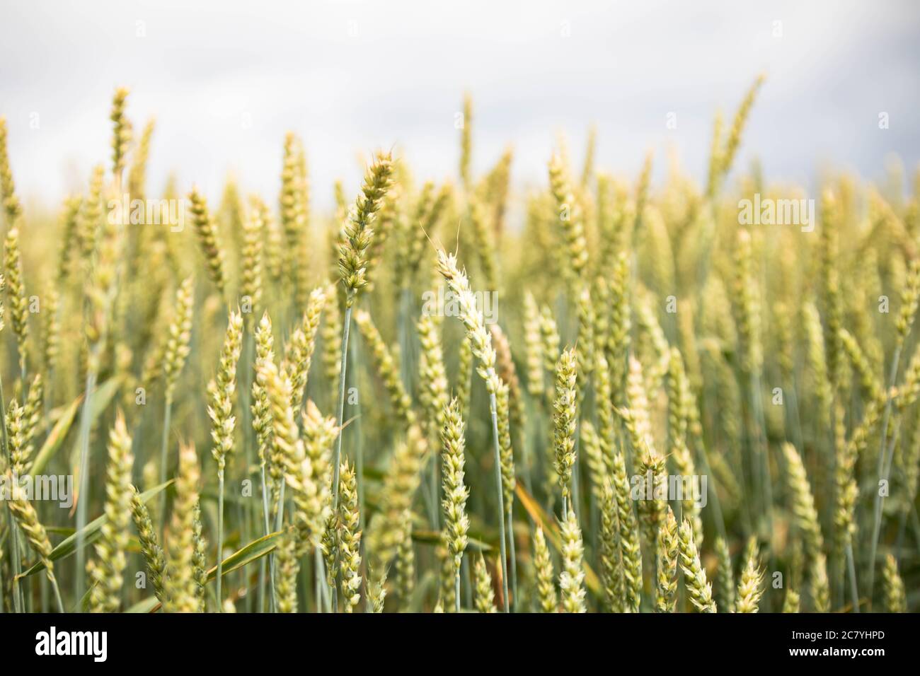 Wheat field on sunset background Stock Photo - Alamy