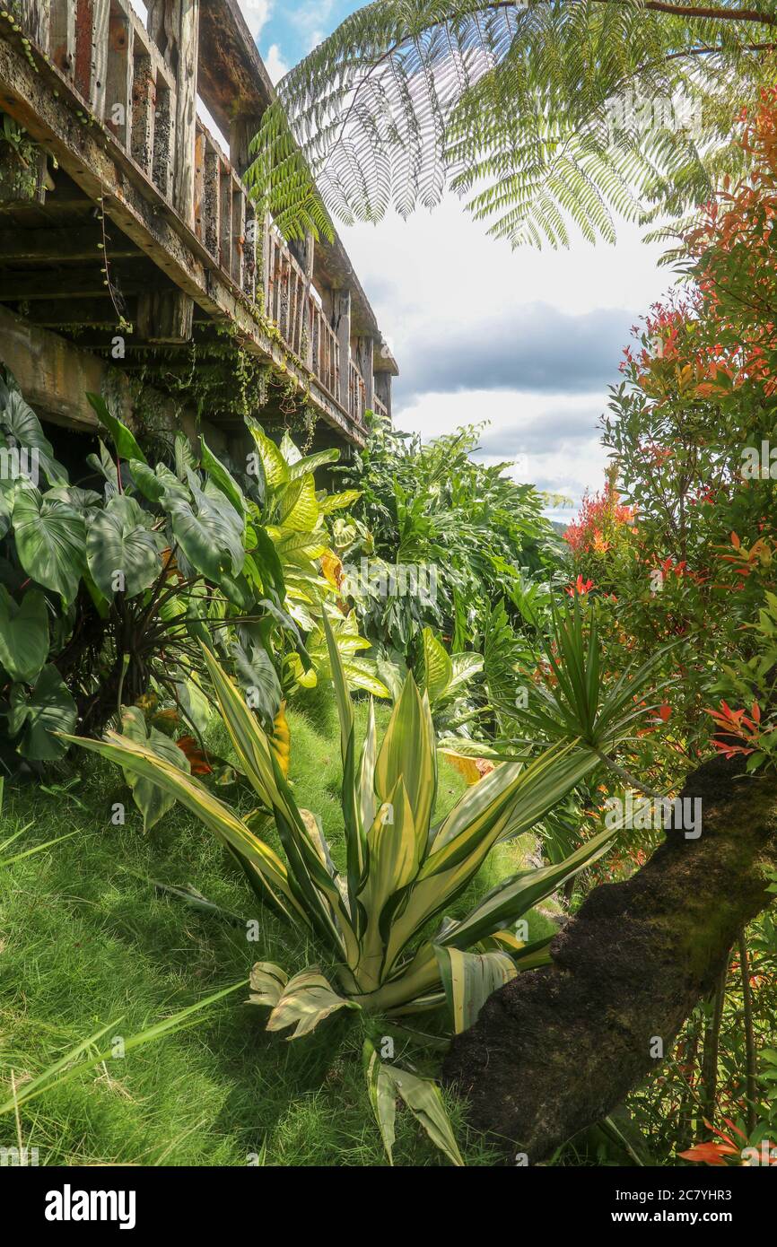 Tropical garden on a hillside with various plants, Anthurium, Furcraea ...