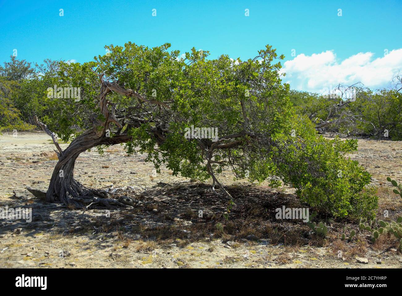 Divi-Divi tree in Bonaire, ABC-Insel, Karibik Stock Photo - Alamy
