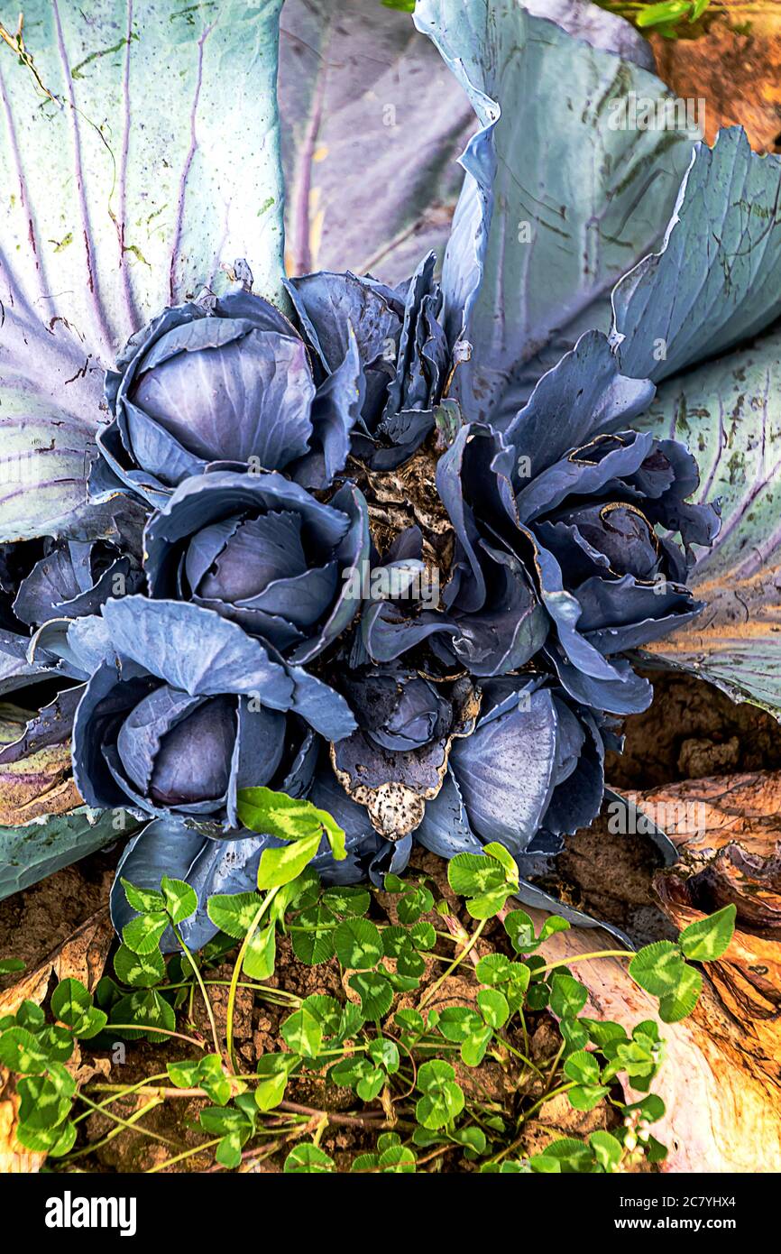 Beautiful young red cabbage blue and violet heads growing in a field in ...