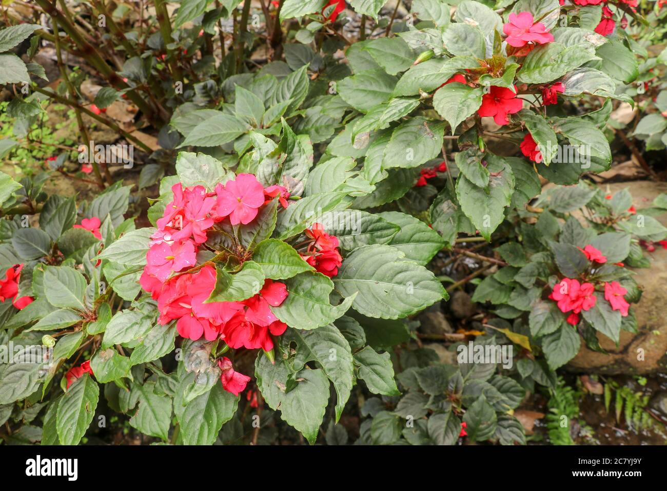 Busy Lizzie (impatiens Walleriana) High Resolution Stock Photography ...