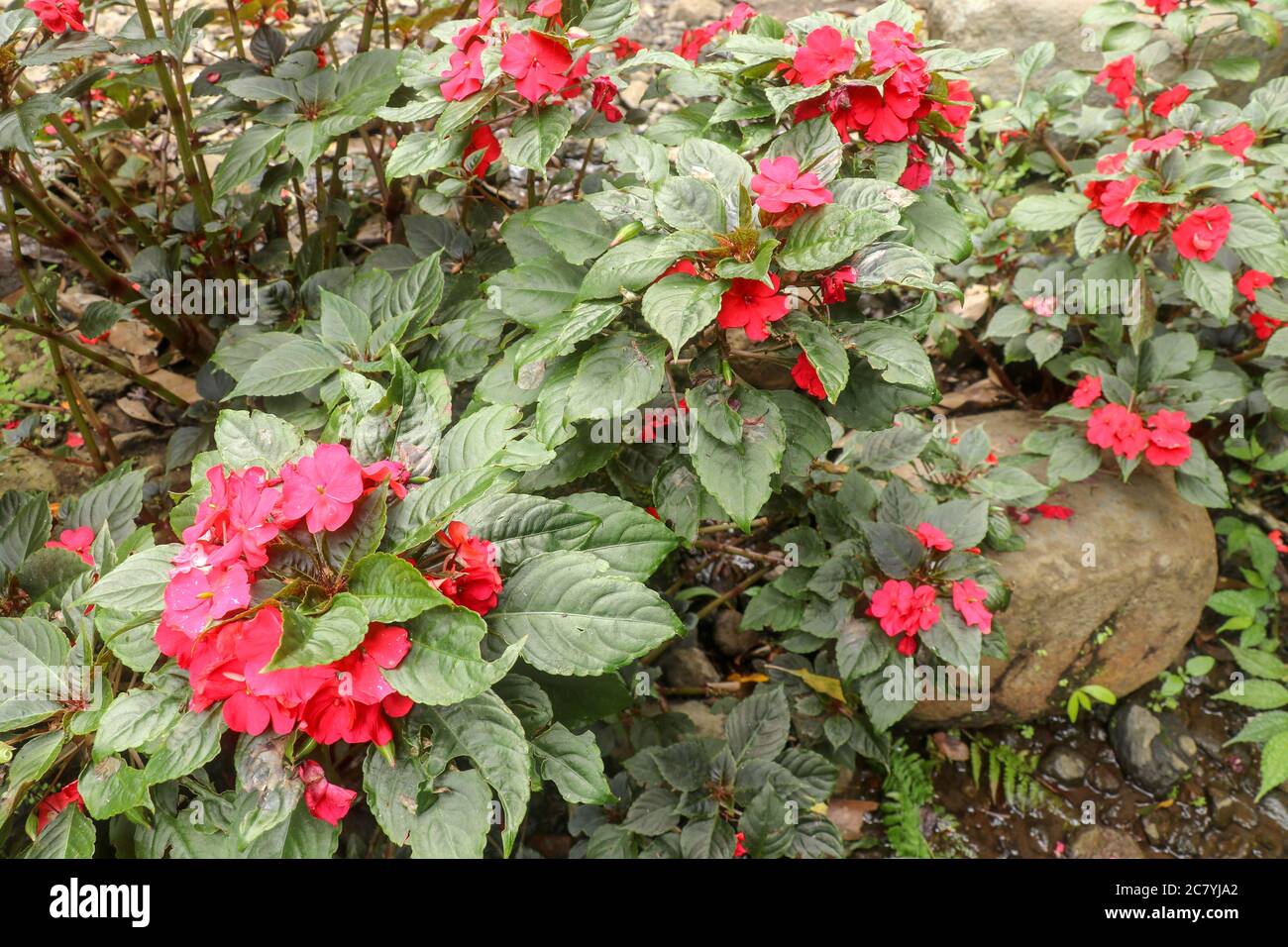 Busy Lizzie (impatiens Walleriana) High Resolution Stock Photography ...