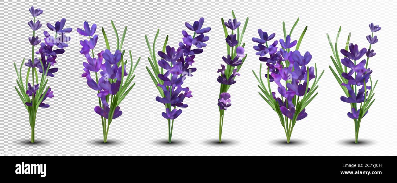 Collection violet lavender with green leaf isolated on white background ...