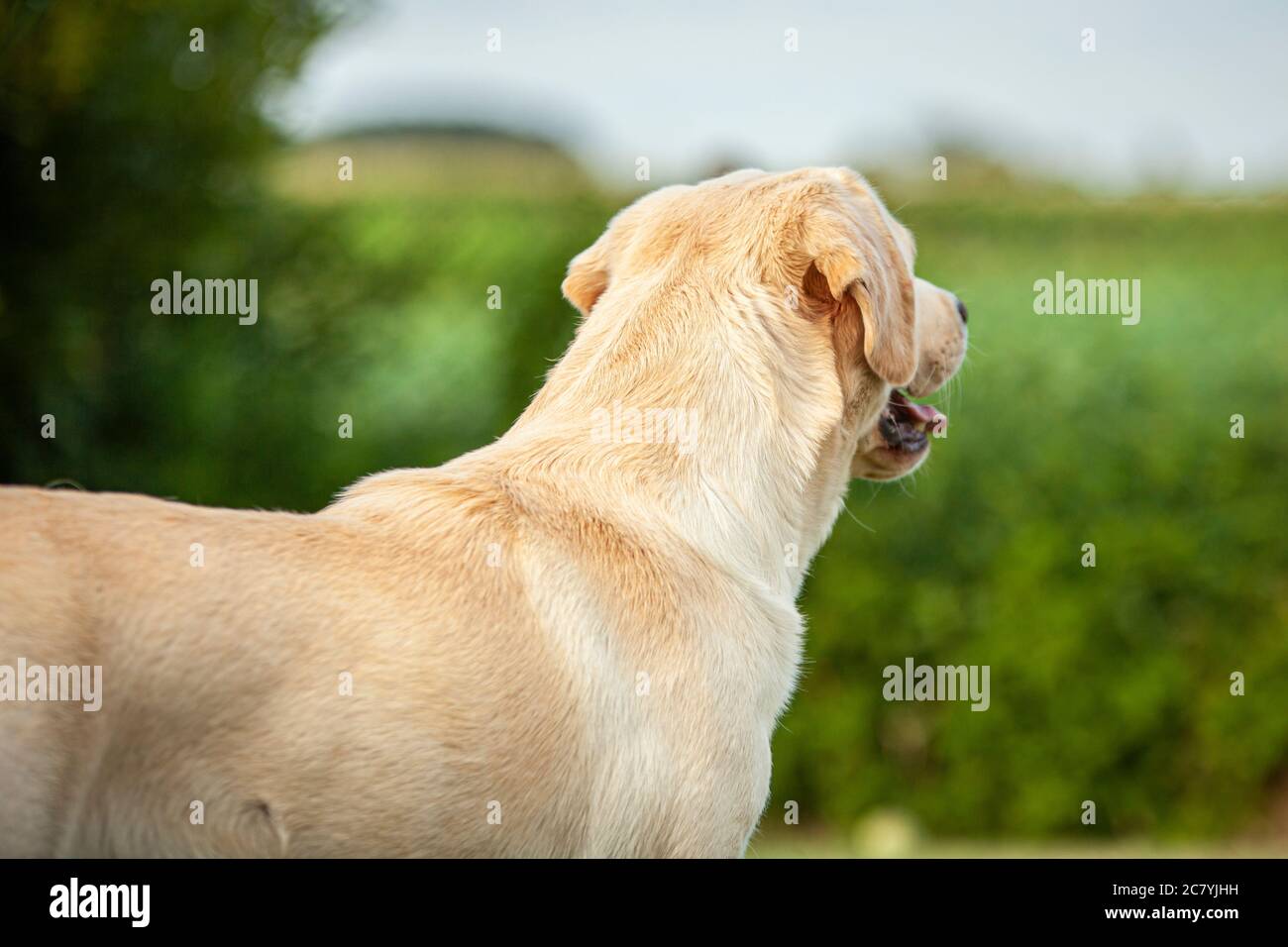 Dog from behind hi-res stock photography and images - Alamy