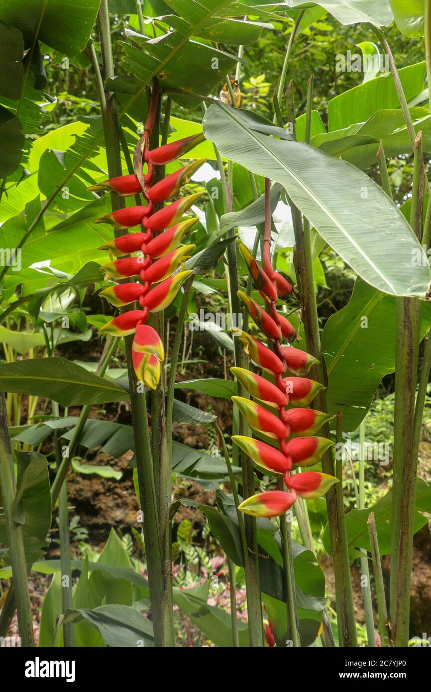 Musaceae Heliconia plant in a tropical garden, known as heliconia ...