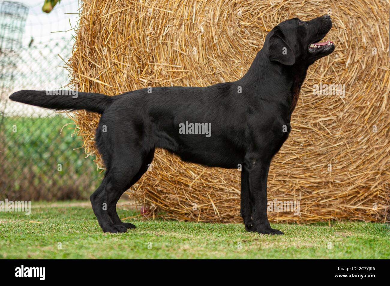 Labrador Dog Posing 19 Stock Photo - Alamy