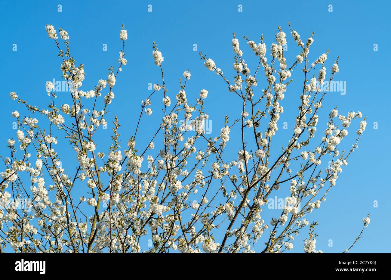 Cherry pollen hi-res stock photography and images - Alamy