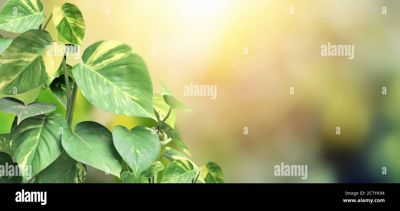 Sunny blurred nature background. Horizontal banner with leaves of ...