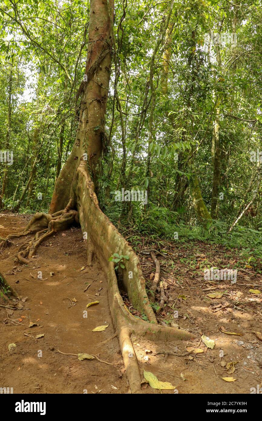 Variegated fig ficus variegata roots hi-res stock photography and ...
