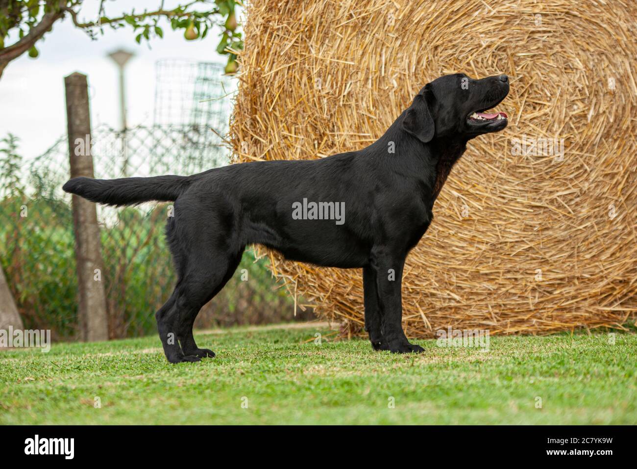Labrador Dog Posing 16 Stock Photo - Alamy