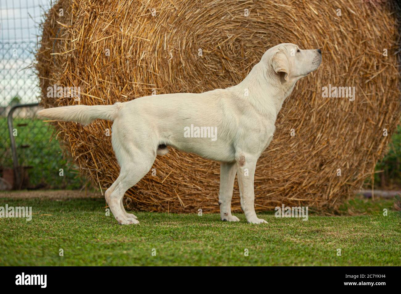 Labrador Dog Posing Stock Photo - Alamy