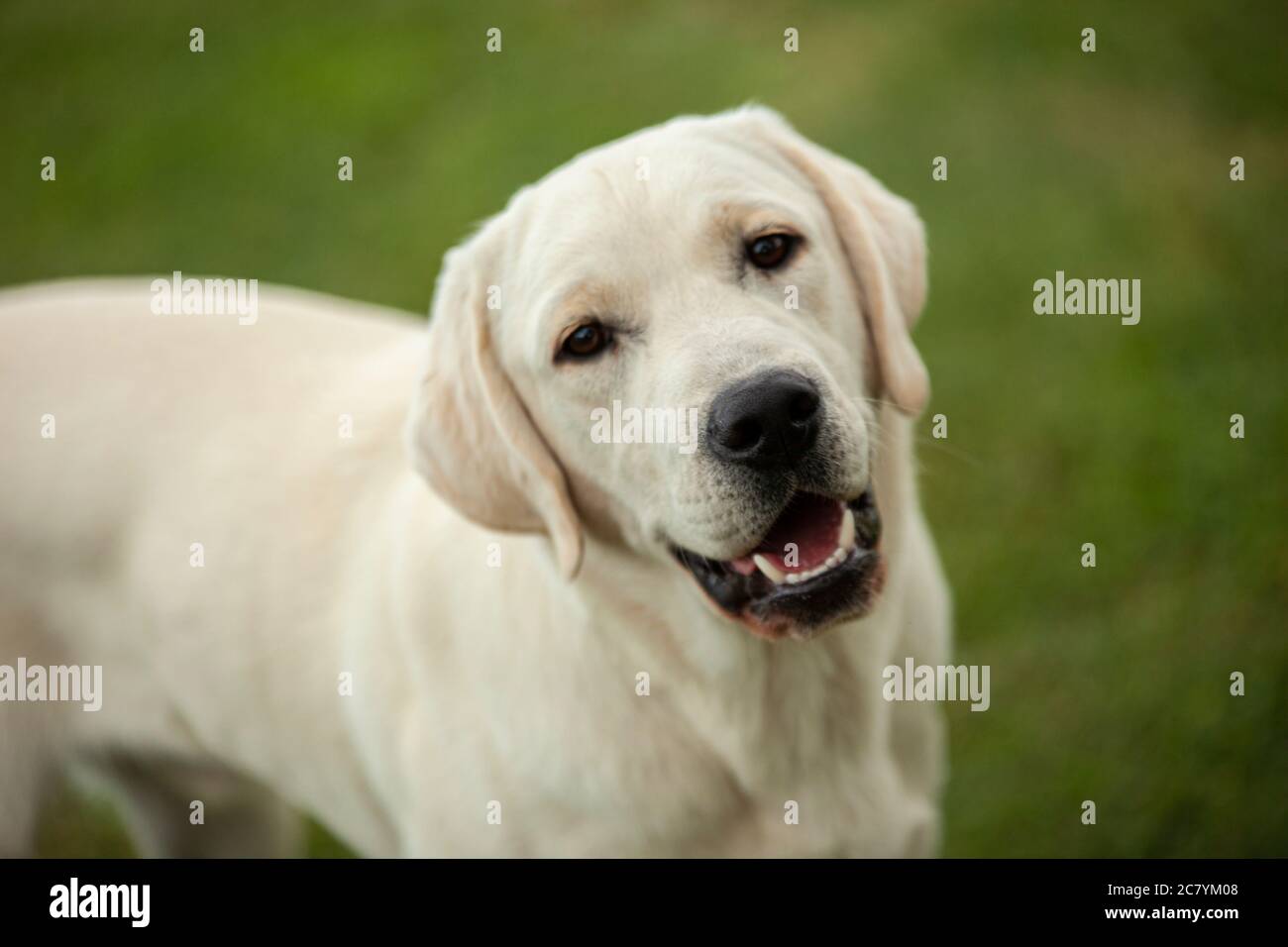 Labrador dog Portrait Stock Photo - Alamy