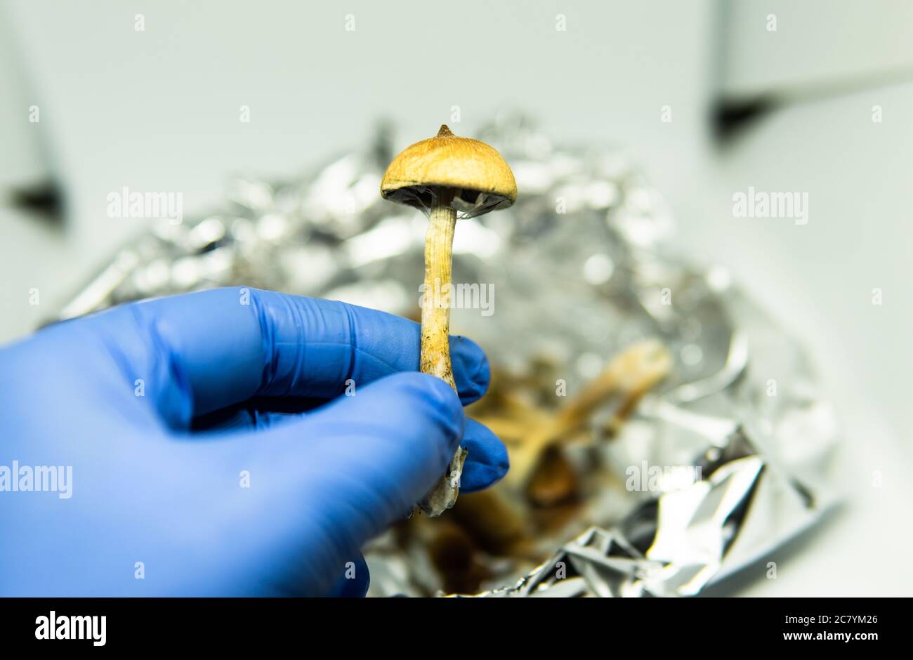 growing psilocybin mushrooms. Medical research on psilocybin Stock ...