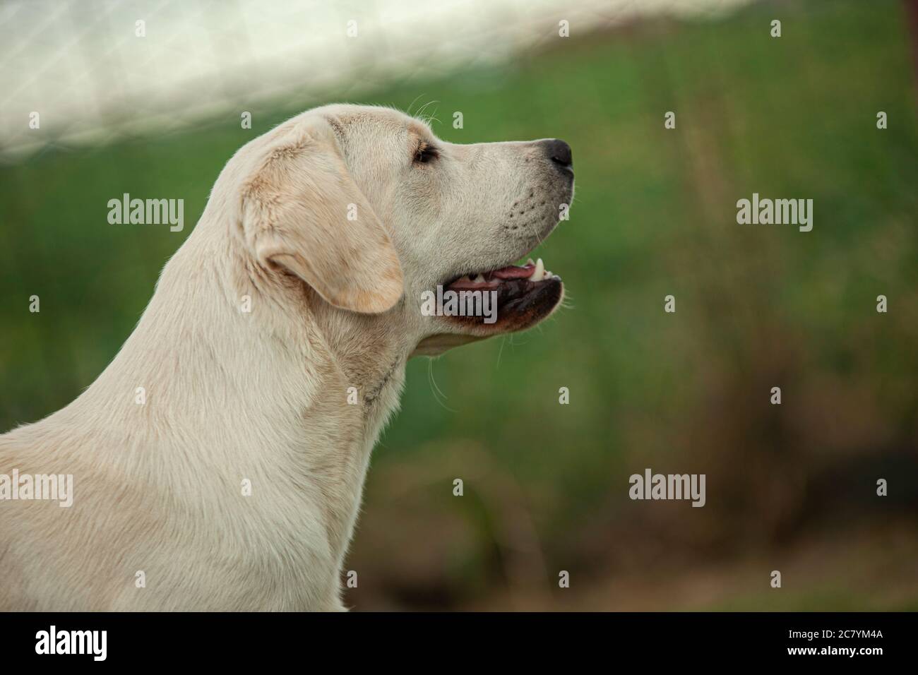 Labrador dog Portrait Stock Photo - Alamy