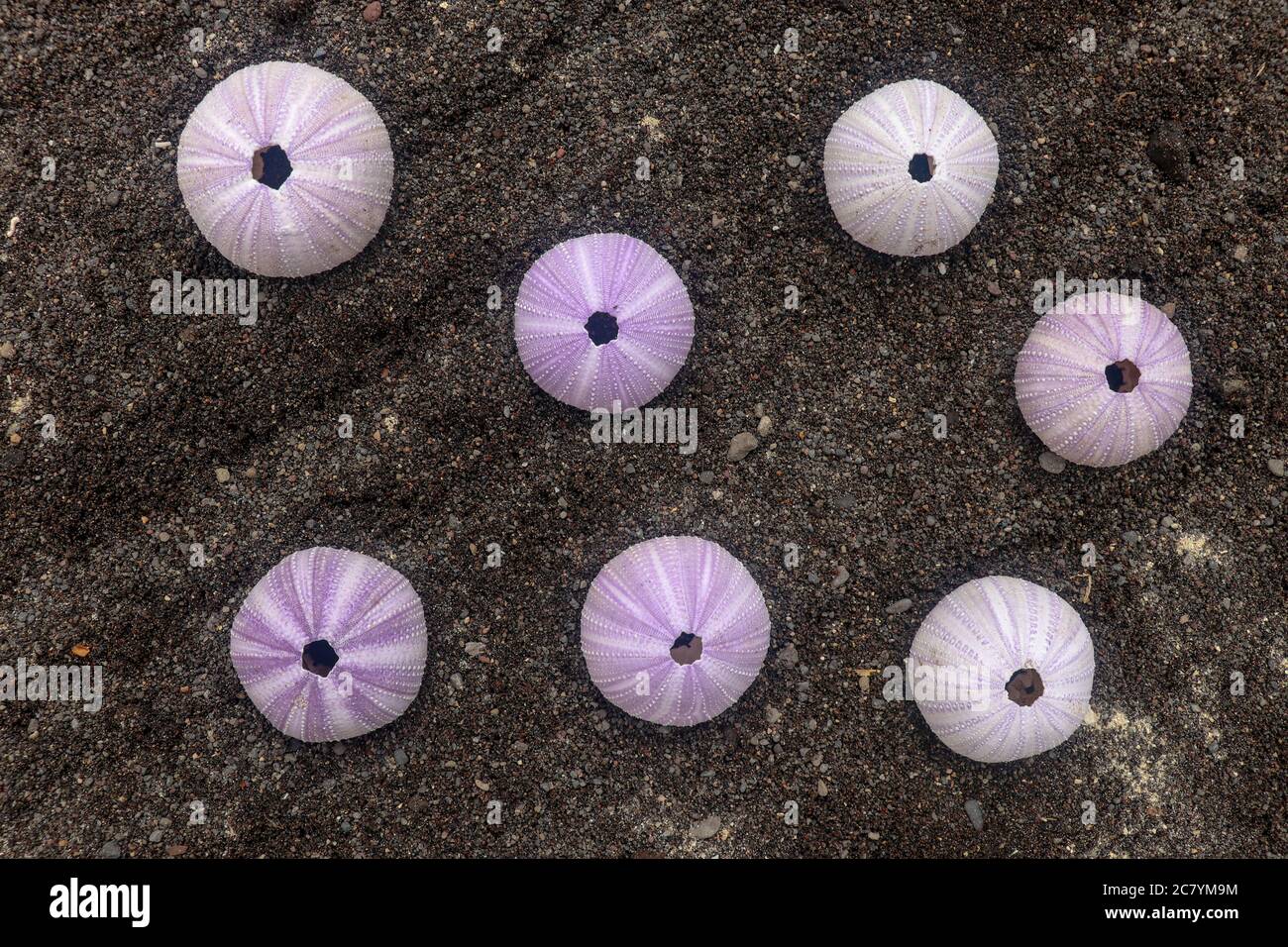Multicolored sea urchin shells on wet black volcano sand. Variety of ...