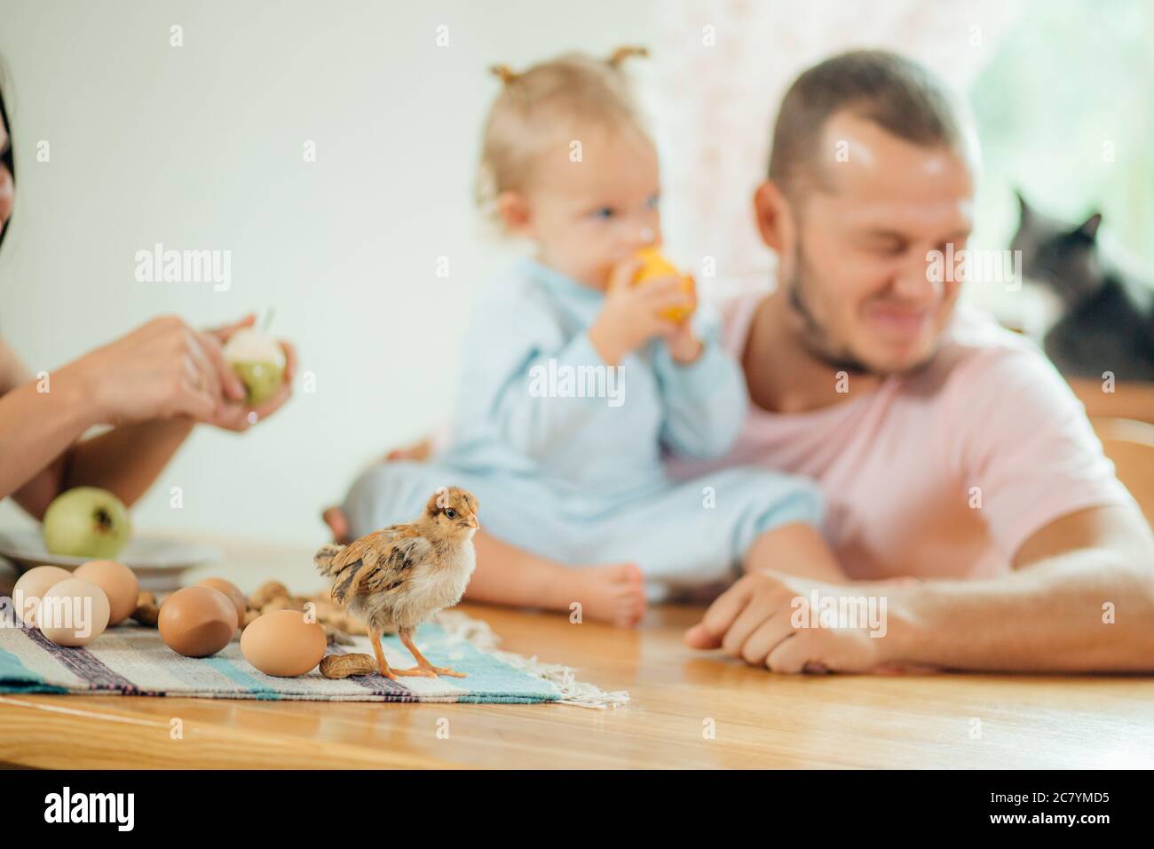 Cute sweet little child playing with little chicks at home with her ...