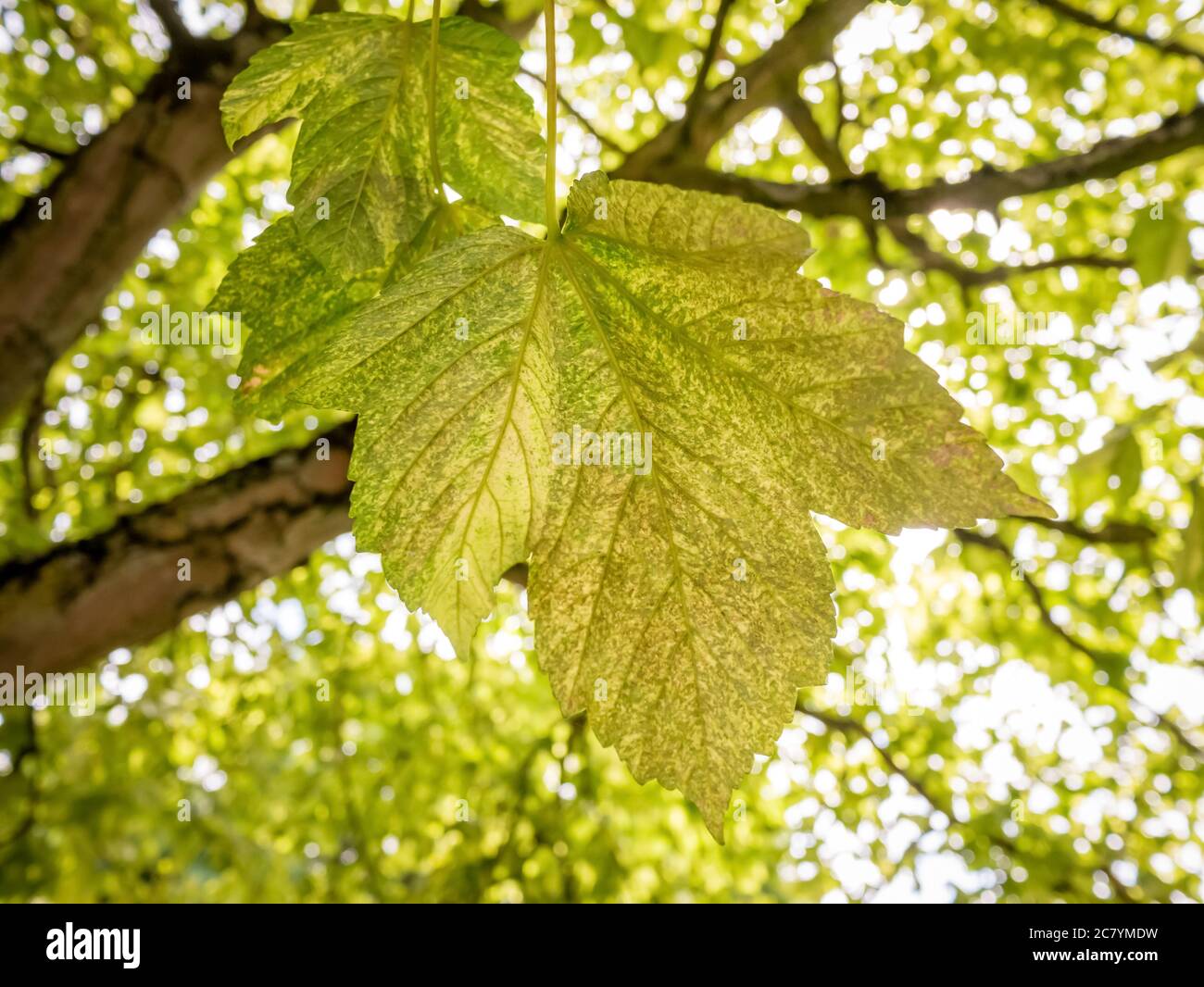 Golden Sycamore leaves Stock Photo - Alamy