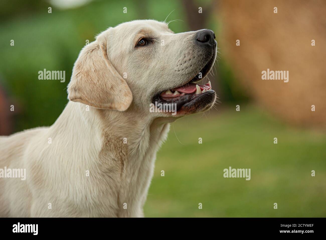 Labrador dog Portrait Stock Photo - Alamy
