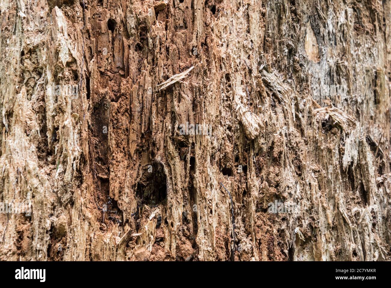 Pests of insects parasites hi-res stock photography and images - Alamy