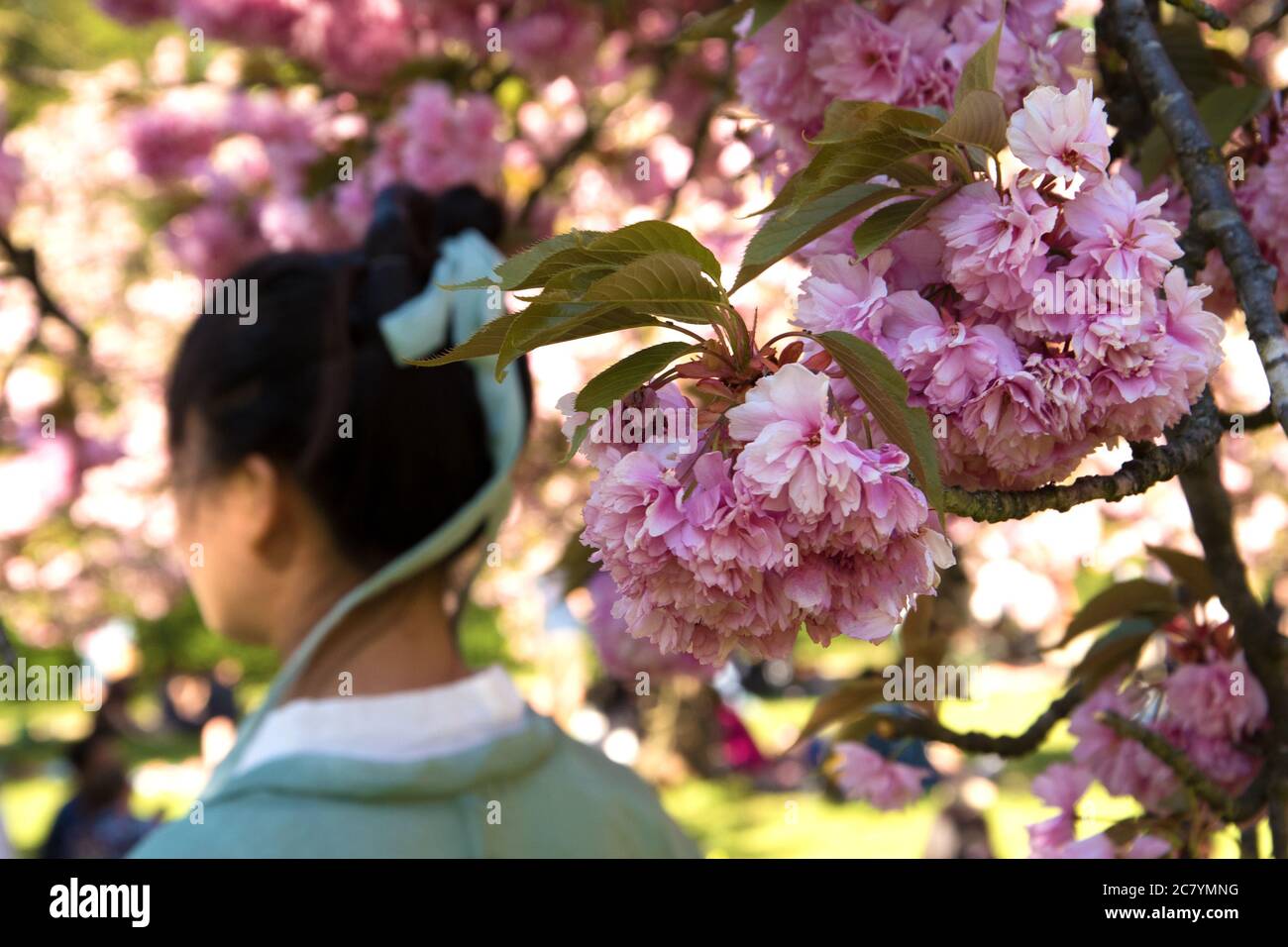 Hanami celebration. Young woman (back view; blurry unrecognizable) in ...