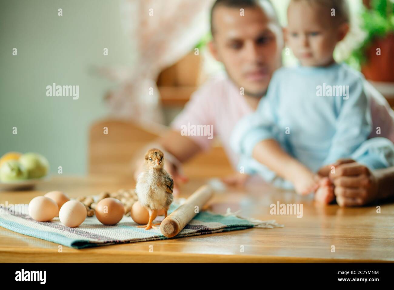 Cute sweet little child playing with little chicks at home with her ...