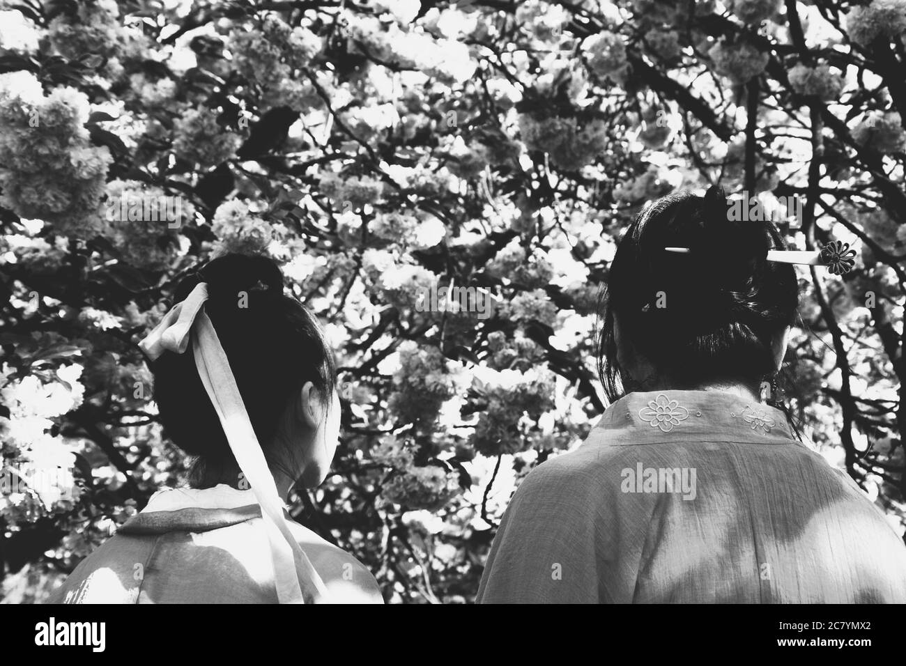 Hanami celebration. Two young women (back view; unrecognizable) in ...