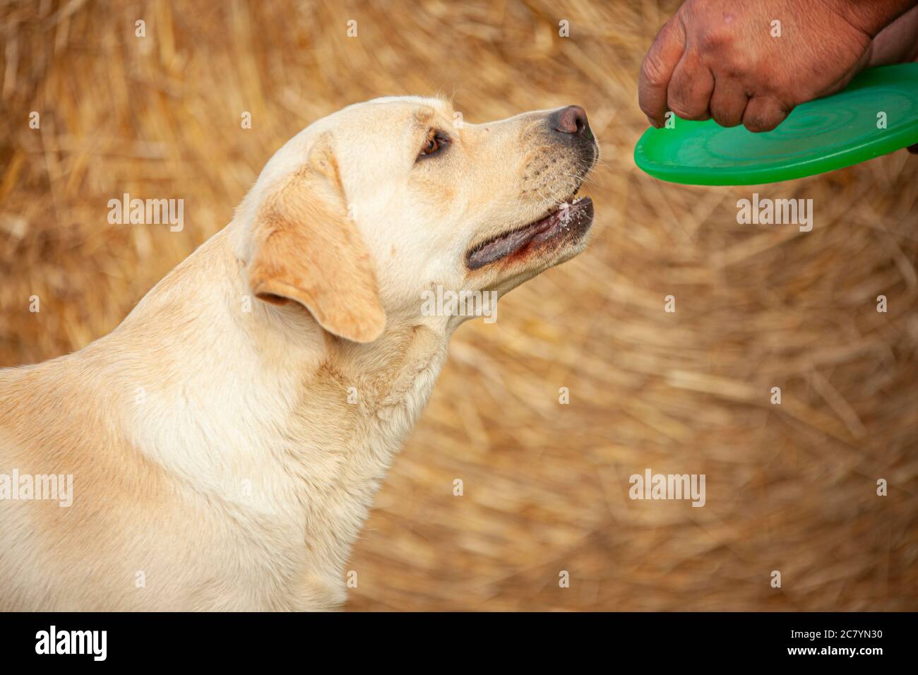 Labrador dog Portrait Stock Photo - Alamy