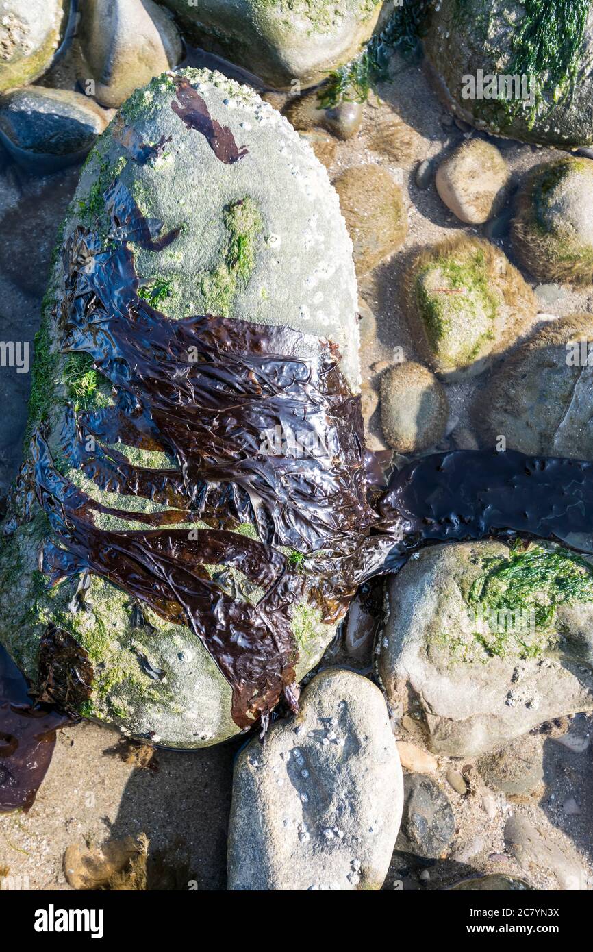Laver seaweed Porphyra umbilicalis Stock Photo - Alamy