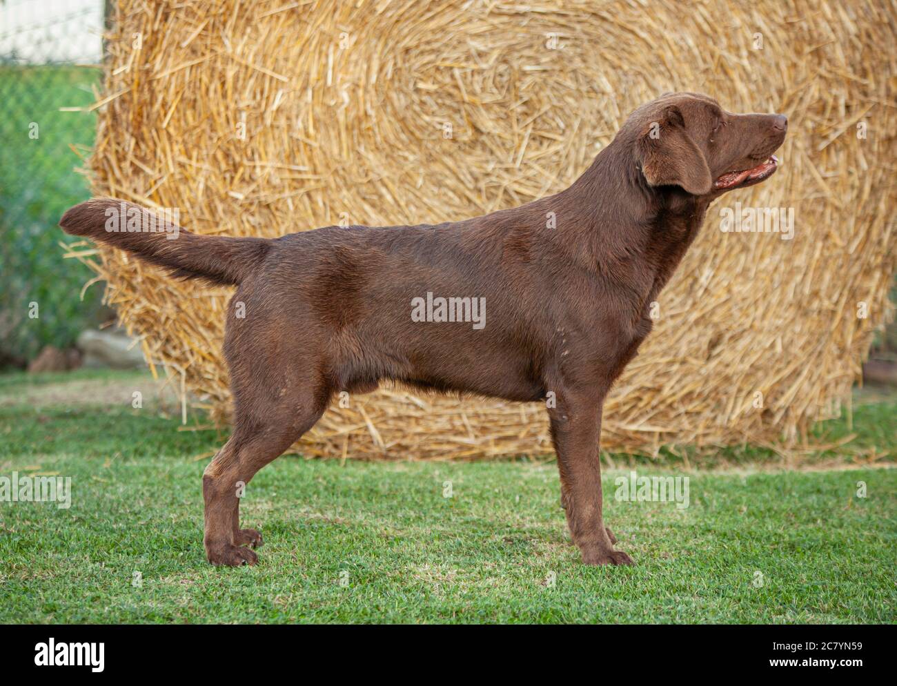 Labrador Dog Posing 43 Stock Photo - Alamy