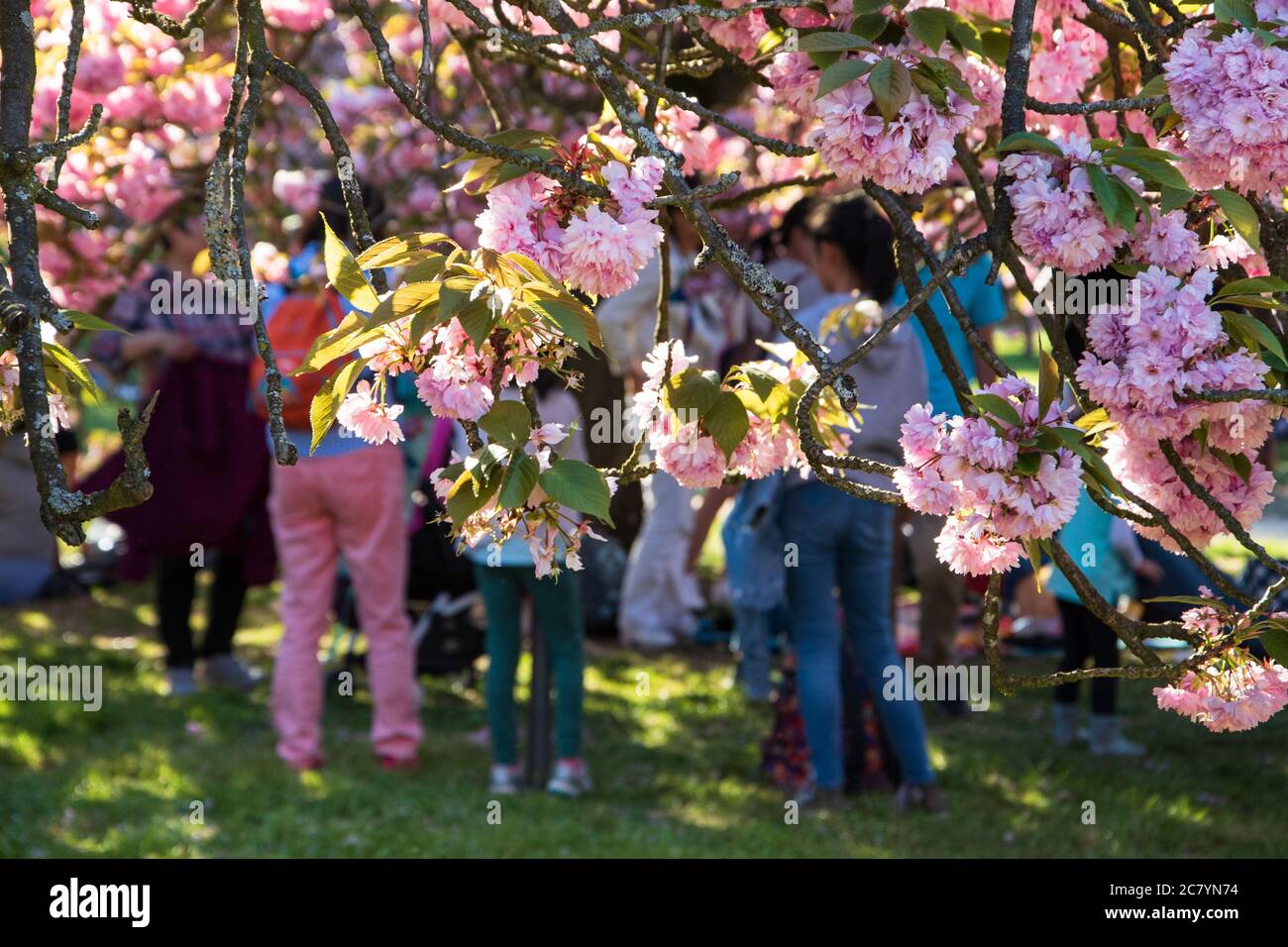 People admiring cherry blossom and make picnic. Hanami celebration in ...