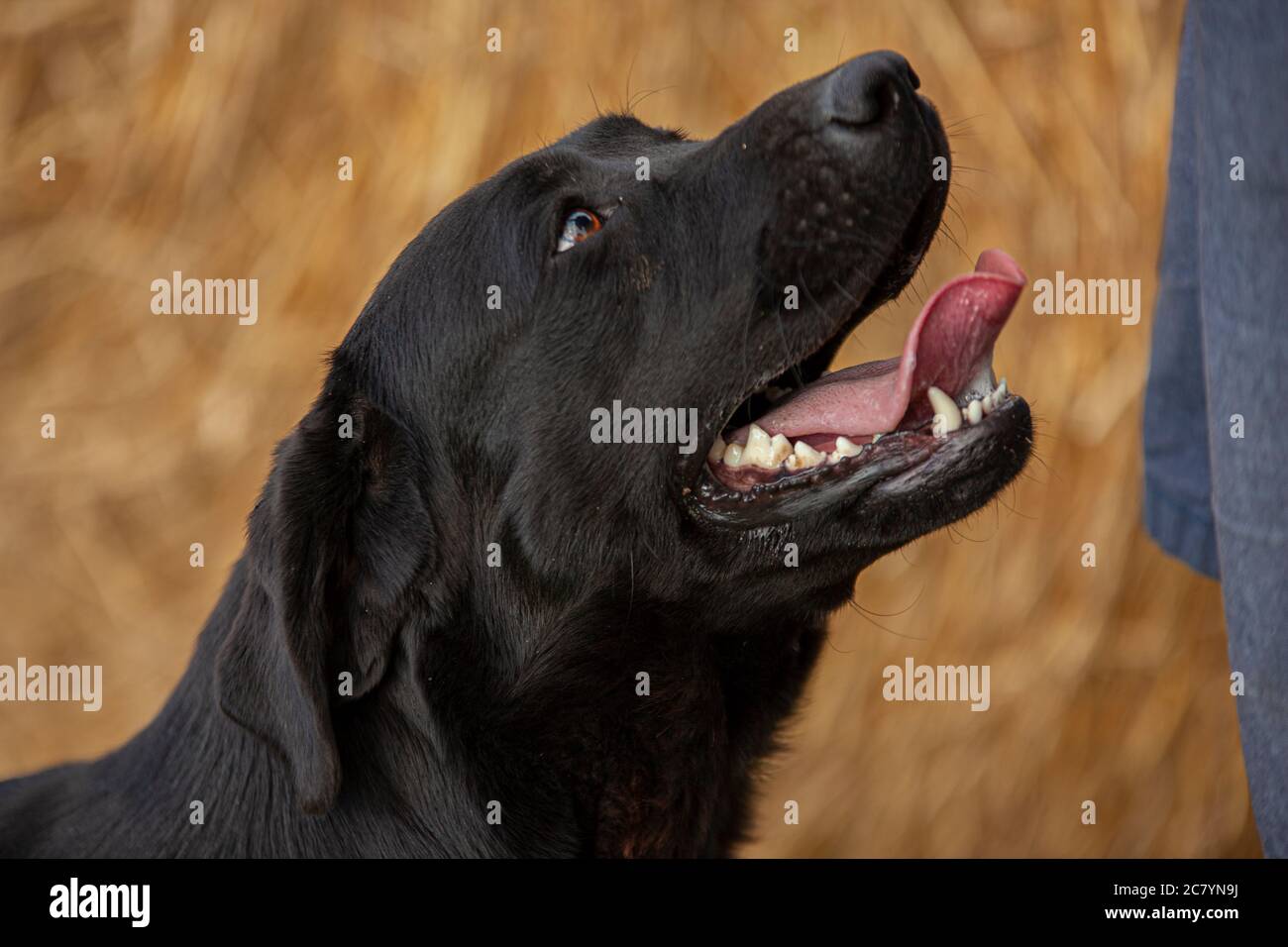 Labrador dog Portrait Stock Photo - Alamy