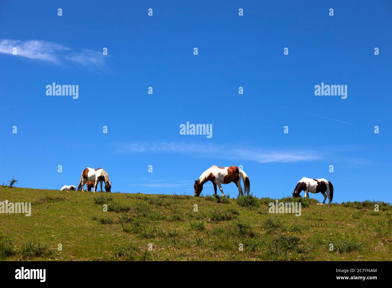 Pottok or Pottoka - endangers semi-feral ponies in the Basque Pyrenees ...