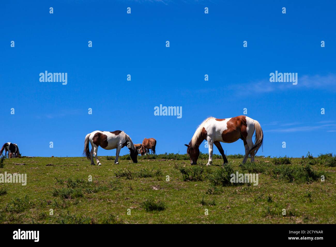 Pyrenees breed hi-res stock photography and images - Alamy