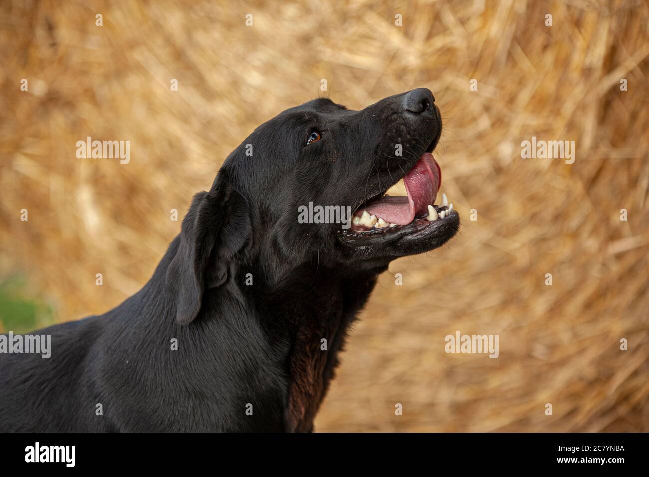Labrador dog Portrait Stock Photo - Alamy