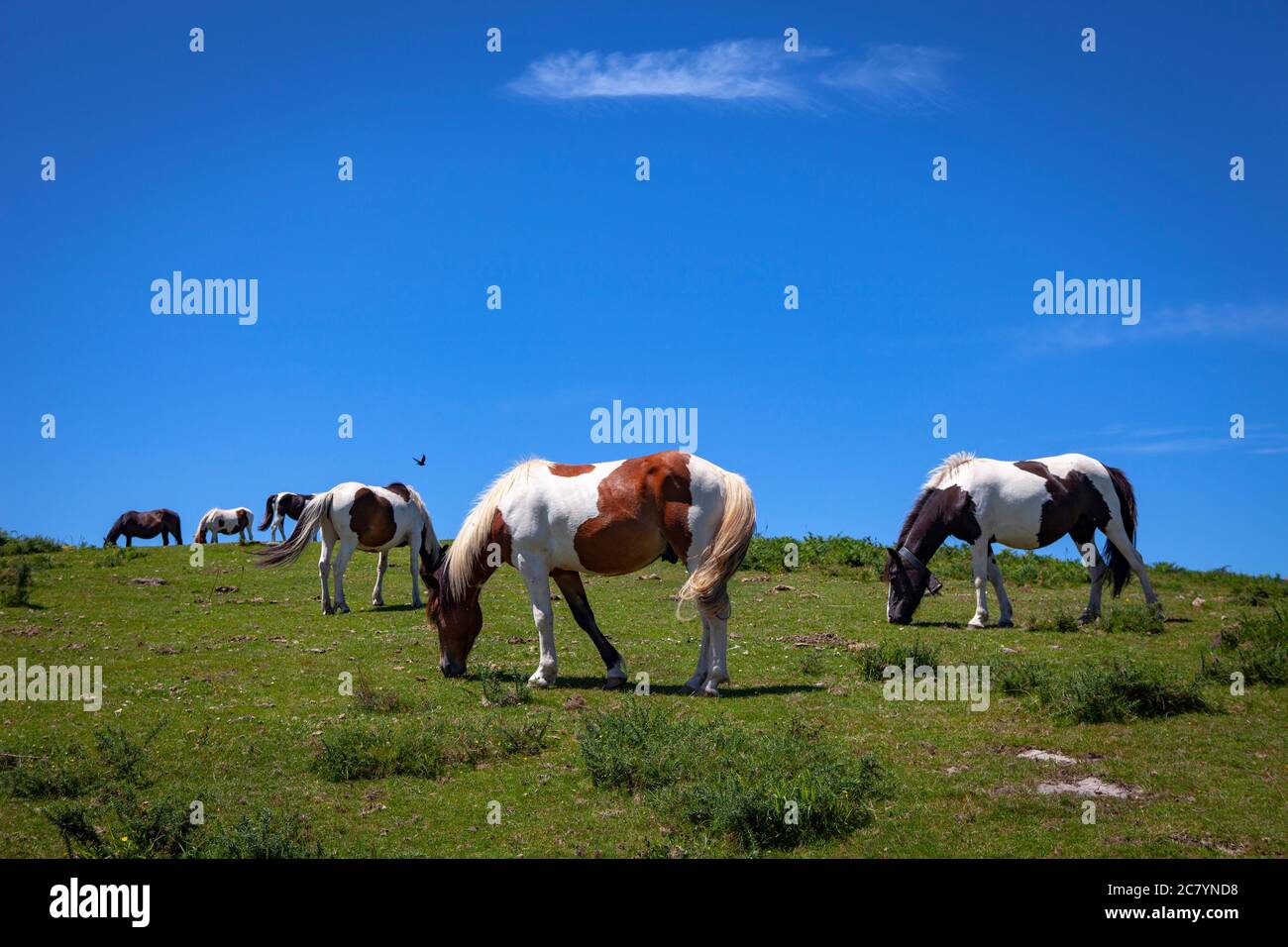 Pottok or Pottoka - endangers semi-feral ponies in the Basque Pyrenees ...