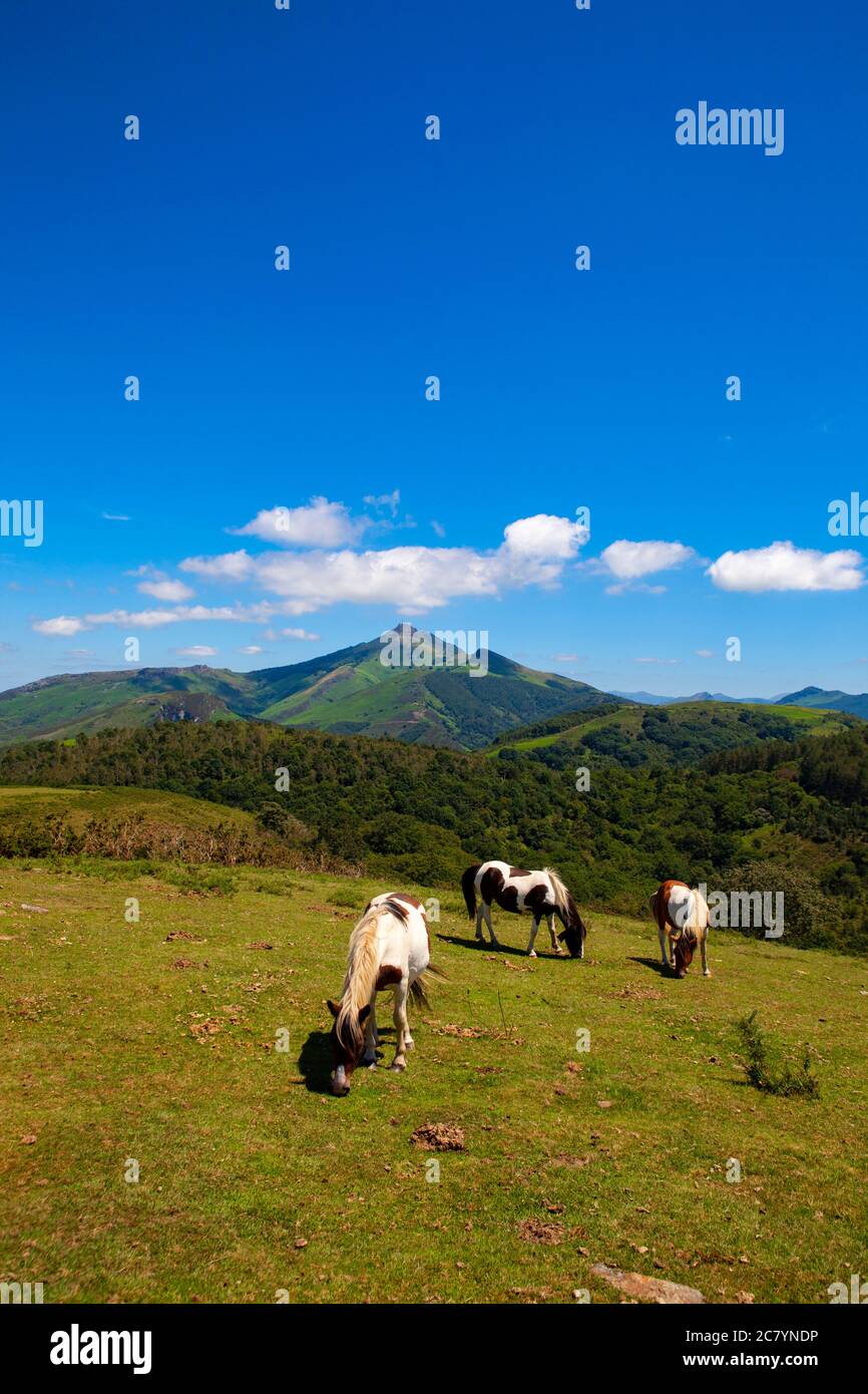 Pottok or Pottoka - endangers semi-feral ponies in the Basque Pyrenees ...