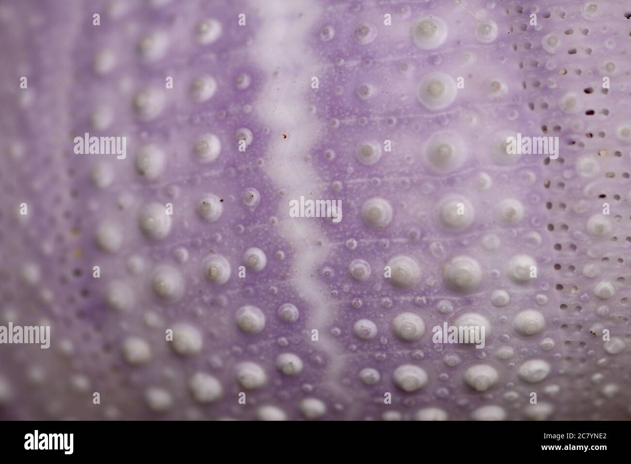Purple skeleton pattern of Sea urchin. Close up of Disambiguatio as ...