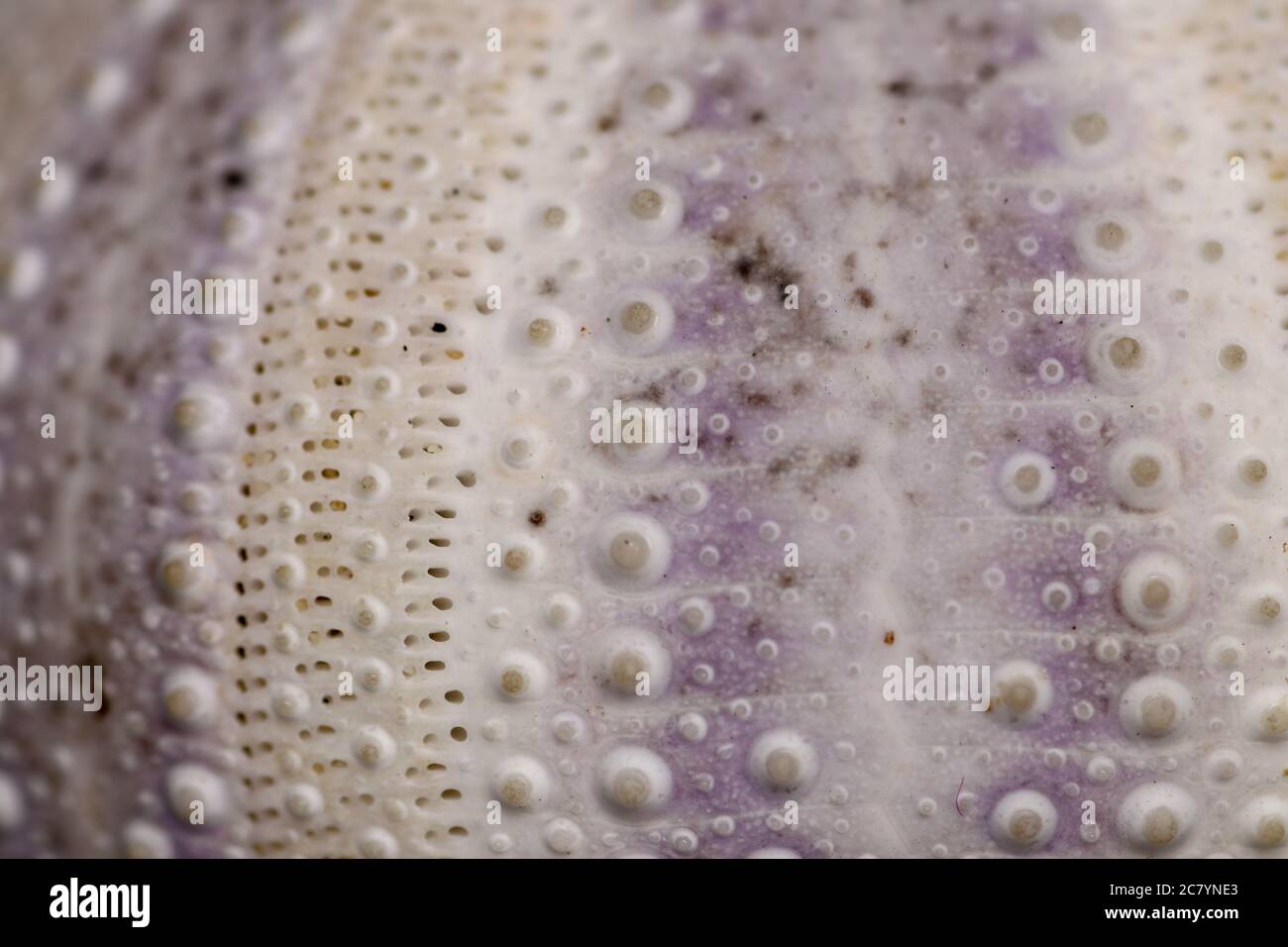 Fish skeletons underwater hi-res stock photography and images - Alamy